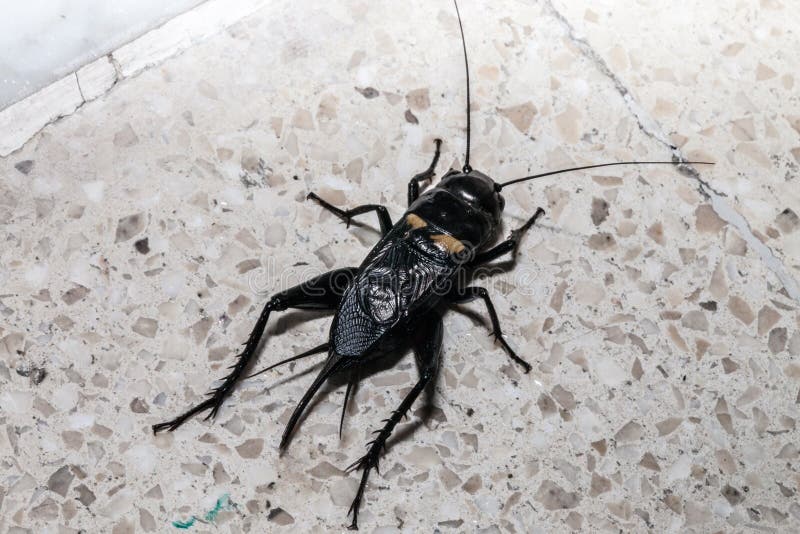 African Big Cockroach Stock Photos - Free & Royalty-Free Stock Photos ...