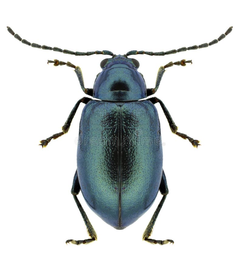 Altica Beetle Stock Photos - Free & Royalty-Free Stock Photos from ...