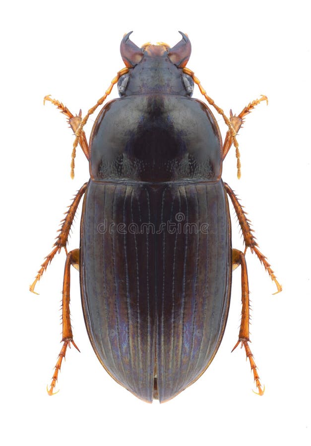 Amara Bifrons Stock Photos - Free & Royalty-Free Stock Photos from ...