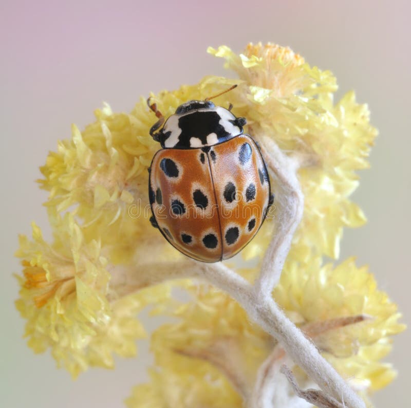 Beetle Anatis ocelata stock photo. Image of collection - 18227262