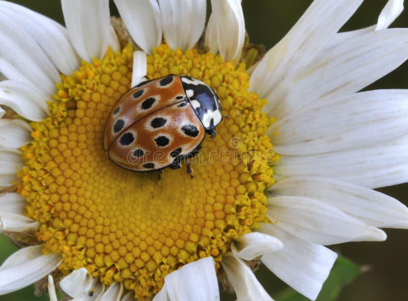 Beetle Anatis ocelata stock image. Image of nature, single - 18252045