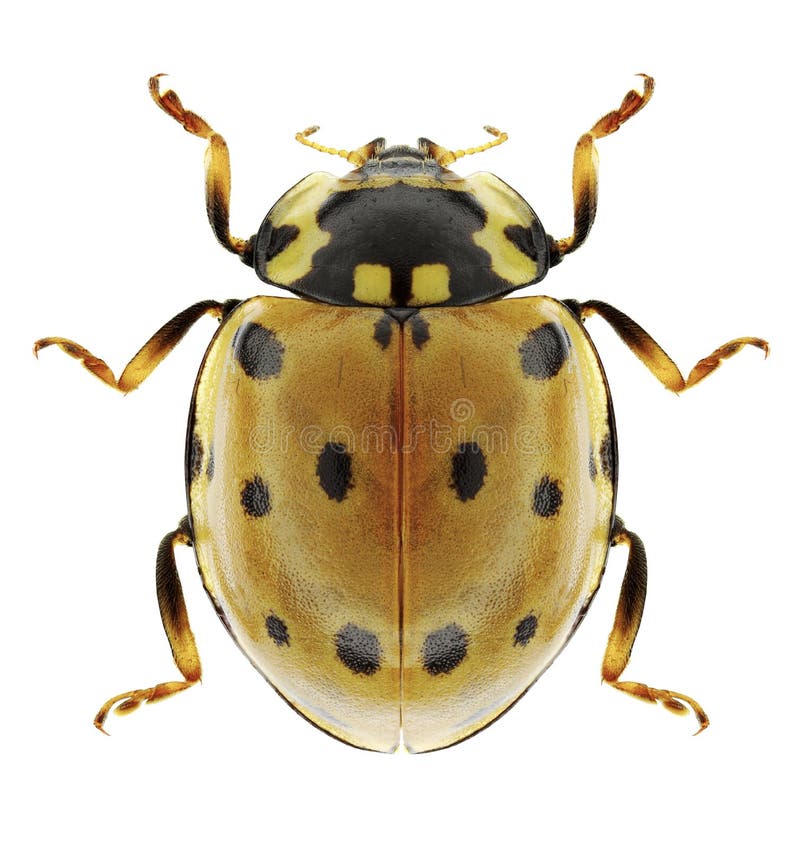 Beetle Anatis ocellata stock image. Image of invertebrate - 86591315