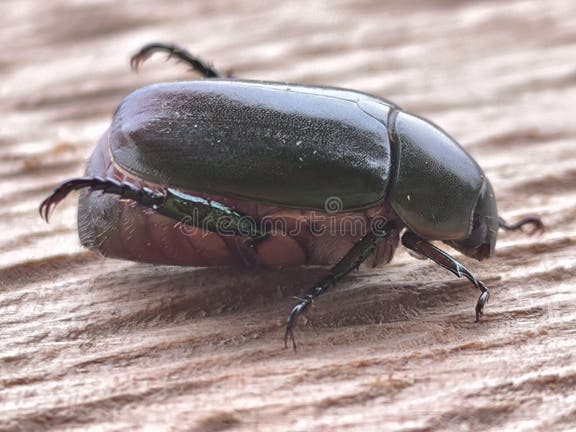 Beetle & X28;1& X29; Stock Photo - Image of type, anomala: 372735176