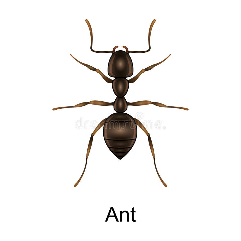 Ant Realistic Stock Illustrations – 716 Ant Realistic Stock ...