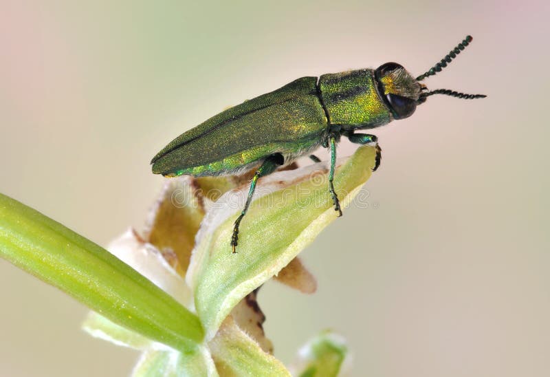 Perlodid Stonefly (Perlodidae) Stock Image - Image of plecoptera, wings ...