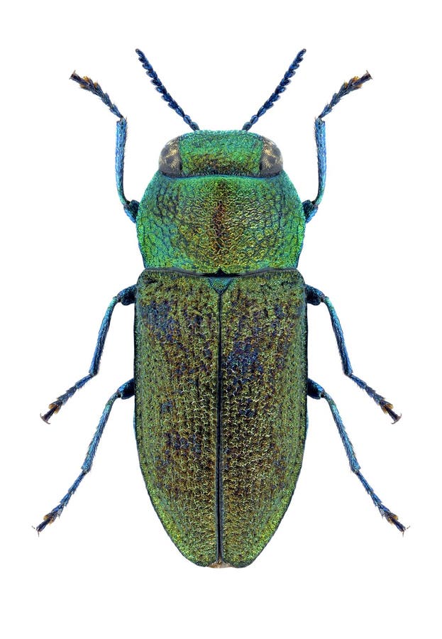 Anthaxia Tenella Stock Photos - Free & Royalty-Free Stock Photos from ...