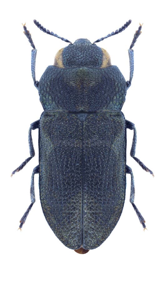Beetle Anthaxia tenella stock image. Image of invertebrate - 94272593