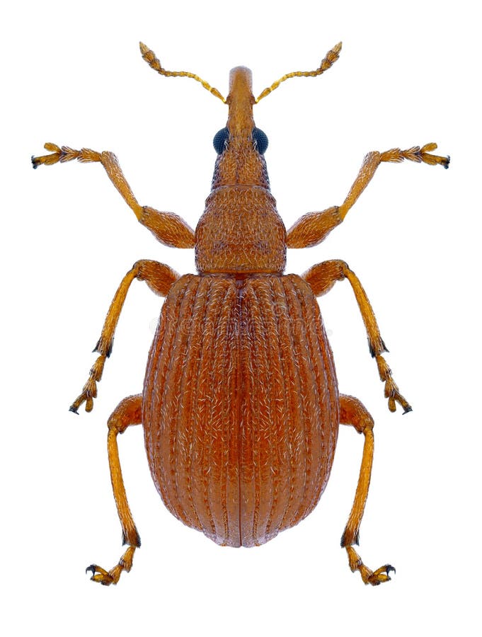 Raccoon Face stock image. Image of staring, bandit, animal - 608499