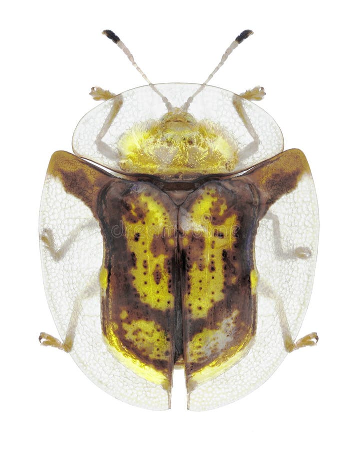 Biremis Stock Photos - Free & Royalty-Free Stock Photos from Dreamstime