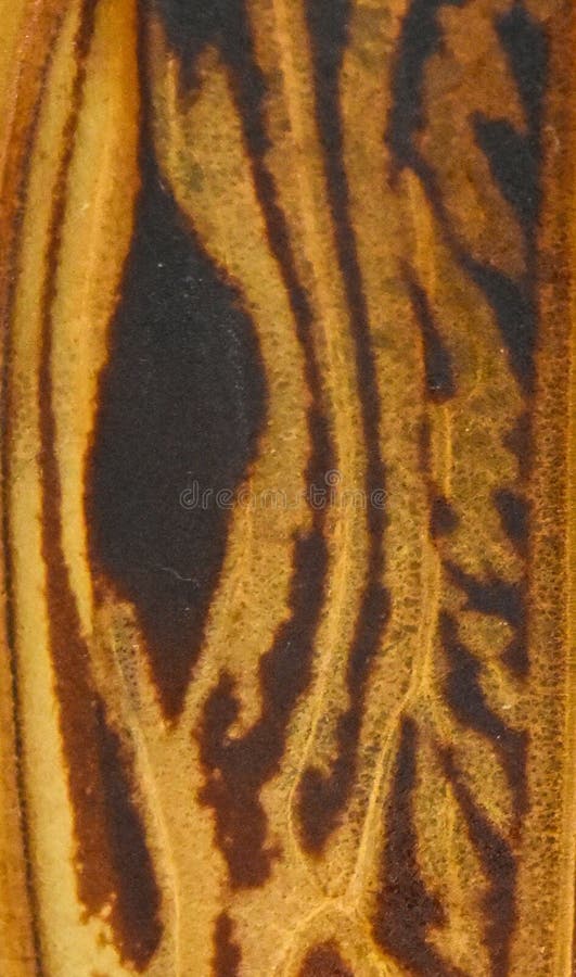 Beetle Back Brown Pattern and Texture Stock Photo - Image of beetles ...