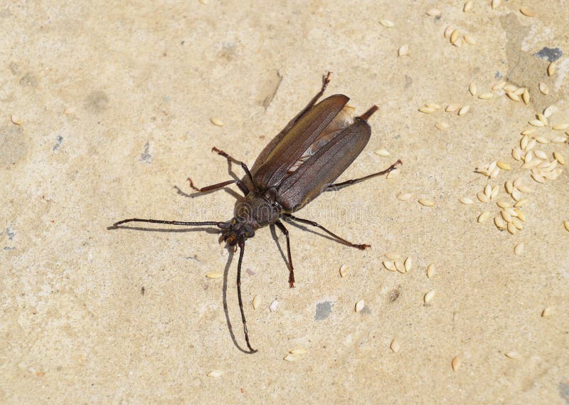 Beetle Bark Beetle. Imago of an Insect. Beetle with Long Antennae ...