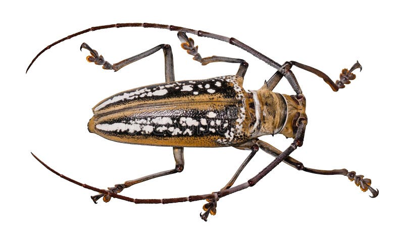 Beetle Door Knob Stock Photos - Free & Royalty-Free Stock Photos from ...