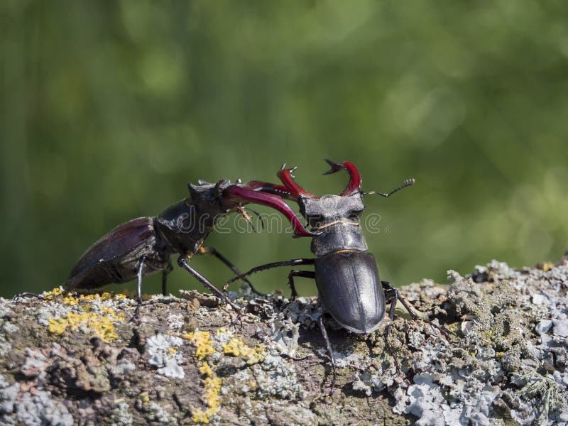 Beetle battle stock image. Image of fauna, competition - 9708133