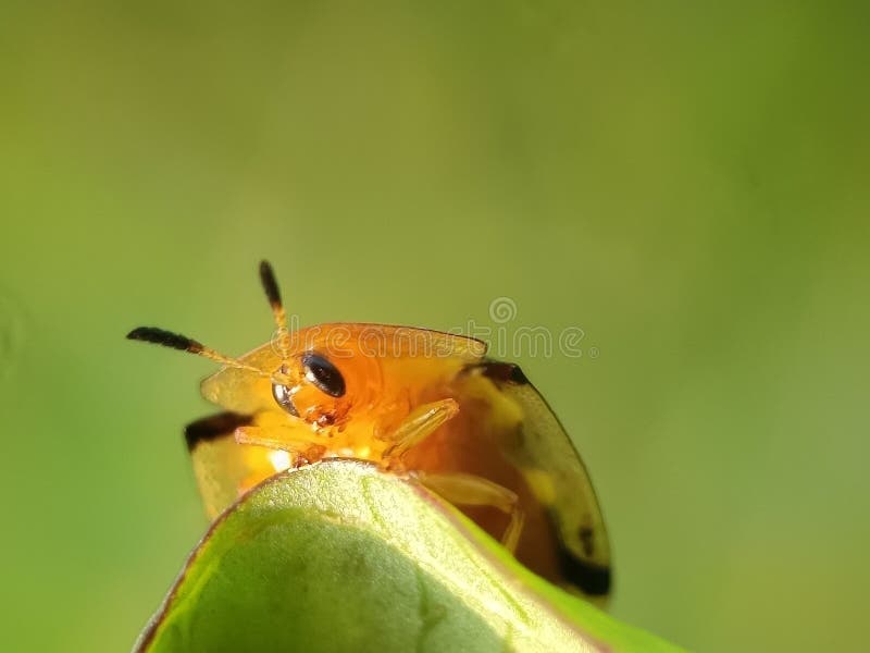 Beetle Beauty: Tortoise Leaf Beetle’s Intricate Shell Up Close and ...