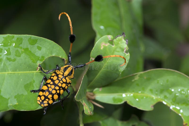 Beetle, Beetle Beautiful, Beetle of Thailand Stock Photo - Image of ...