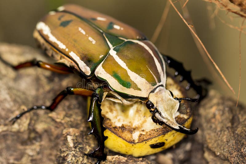 Beetle stock image. Image of july, tree, beetle, butterfly - 56522205