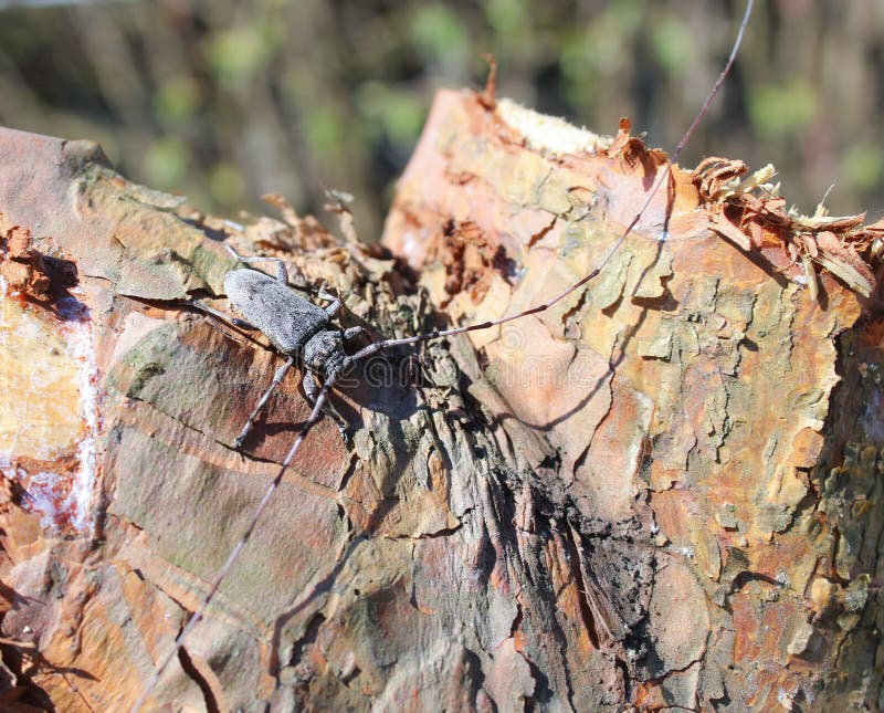 A Beetle with a Big Mustache. Stock Photo - Image of wildlife, season ...