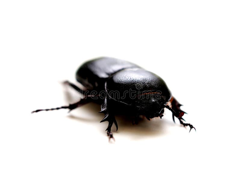 Beetle Black Bug Animal Insect Stock Image - Image of honeybee ...