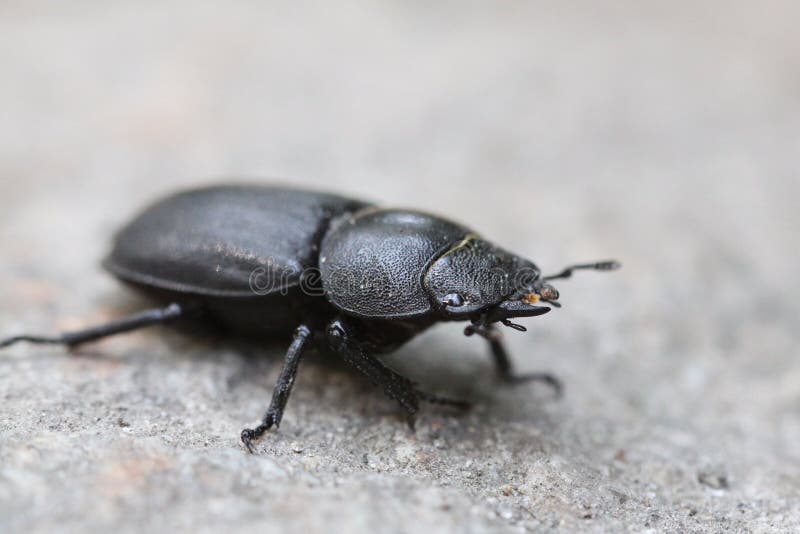 Bug on the stone stock photo. Image of nature, forest - 69891730