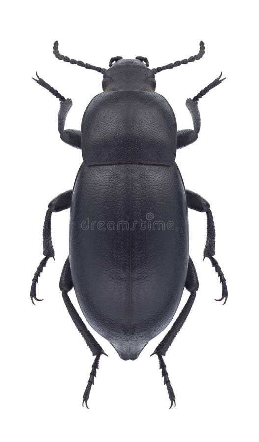 Blaps Halophila Stock Photos - Free & Royalty-Free Stock Photos from ...