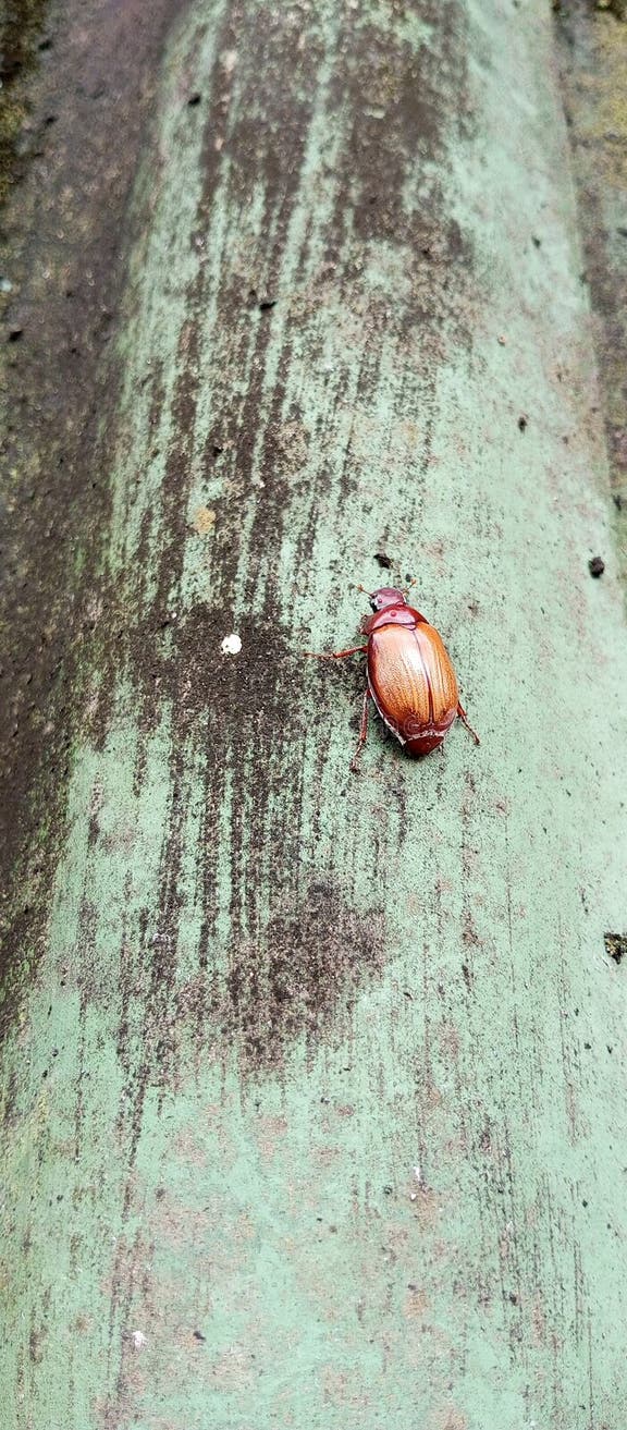 Beetle bob stock photo. Image of beetle, brown, bobs - 263711322