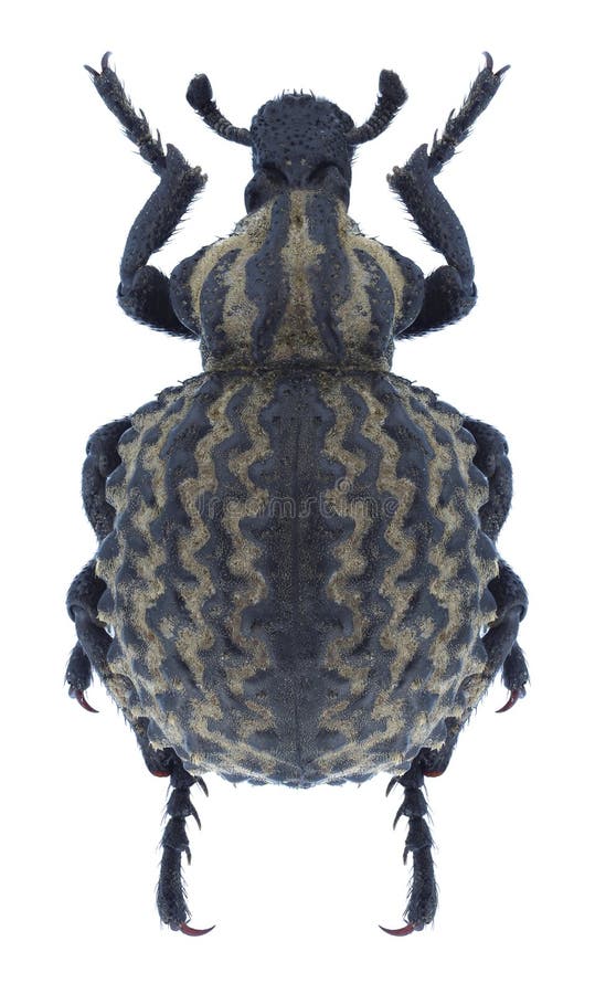 Brachyceridae Stock Photos - Free & Royalty-Free Stock Photos from ...