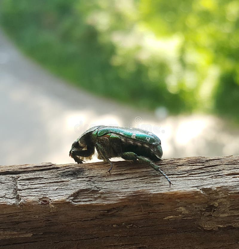 Bronze beetle stock photo. Image of cockroach, spotted - 6349832