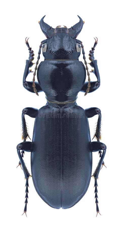 Beetle Broscus cephalotes stock photo. Image of wildlife - 93565094