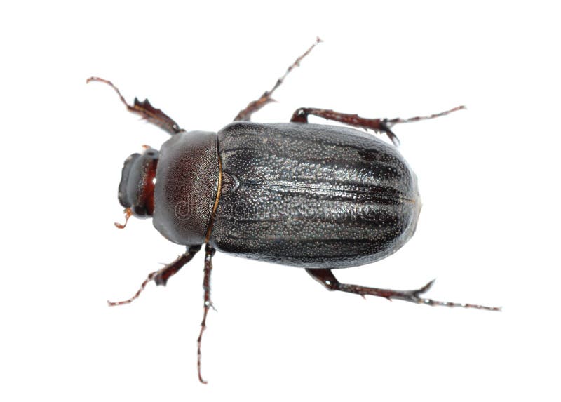 Beetle bug stock image. Image of closeup, insect, fresh - 13420157