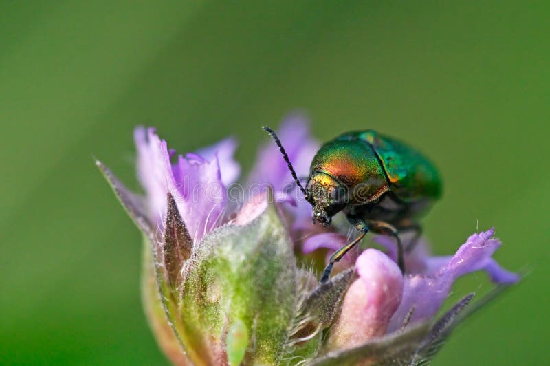 Beetle Bug Picture. Image: 3343265