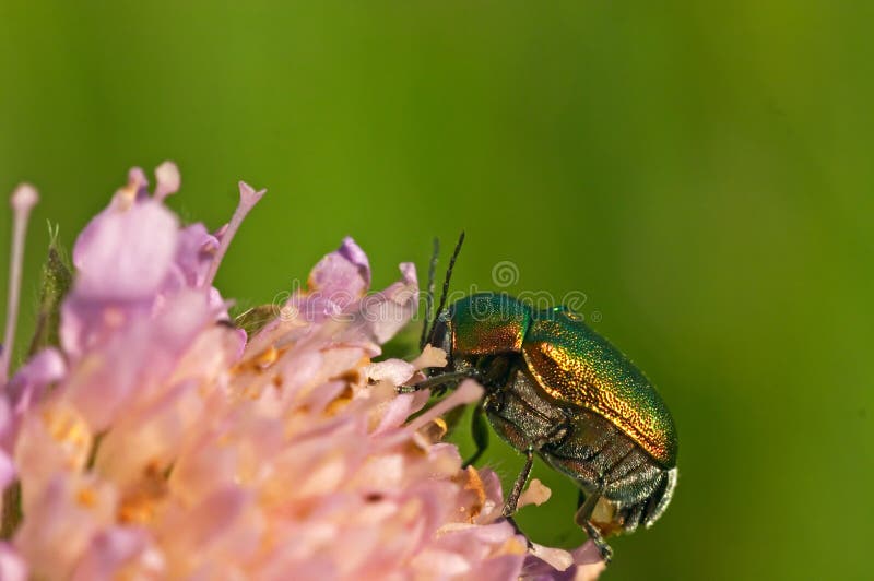 Beetle Bug Picture. Image: 3344156