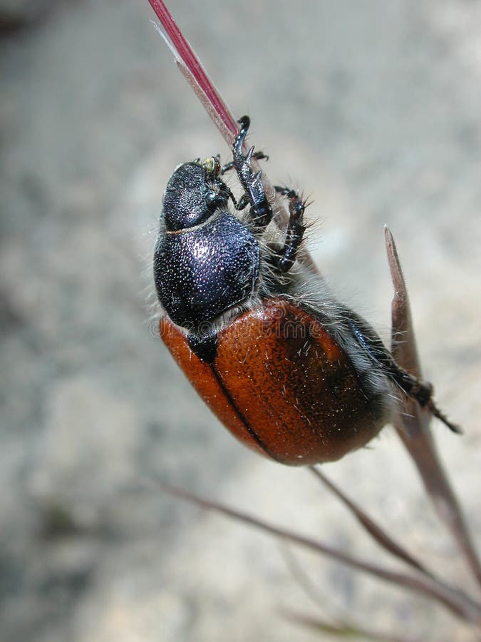Beetle Bug Close-up stock image. Image of beetle, insect - 634605