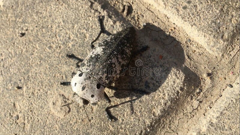 Beetle bug close-up. stock image. Image of daylight - 371965027