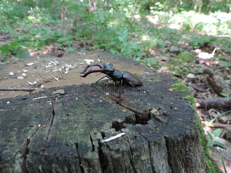 Beetle stock image. Image of stump, woods, beautiful - 96618275