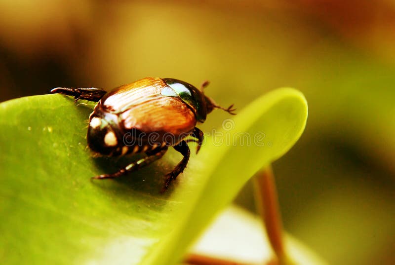 Beetle Bugs stock photo. Image of macro, wildlife, entomolgy - 4284324