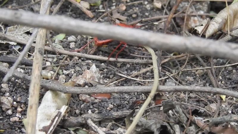 Beetle Bugs Pyrrhocoris Apterus. Many Firebugs on a Tree in Different ...