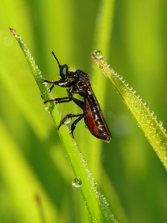 Beetle bull stock image. Image of wildlife, beetle, nature - 17058543