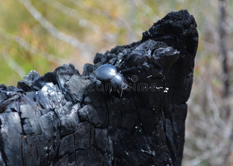 Beetle on a burnt tree stock image. Image of insect, charcoal - 94600681