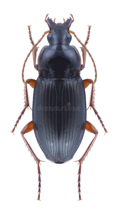 Erratus Stock Photos - Free & Royalty-Free Stock Photos from Dreamstime