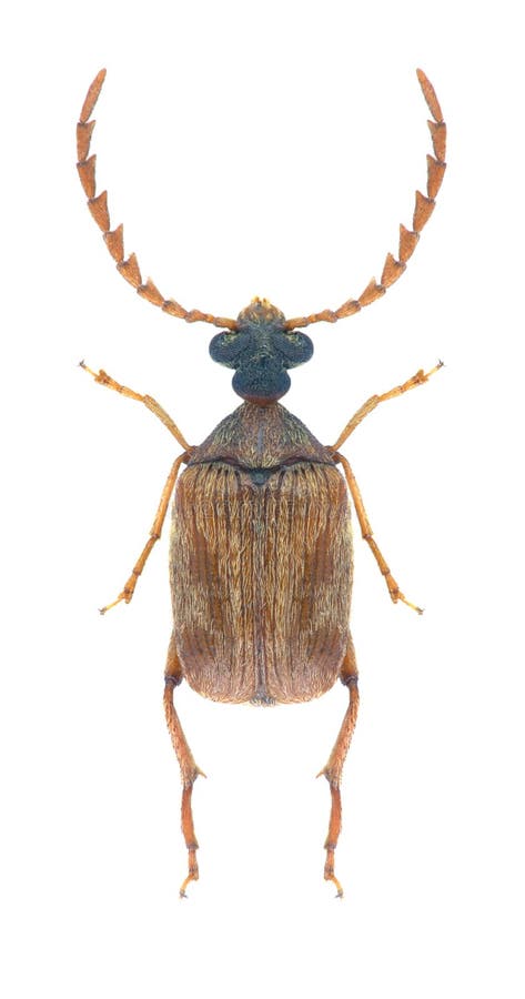Beetle Callosobruchus Chinensis Stock Image - Image of beetle, museum ...