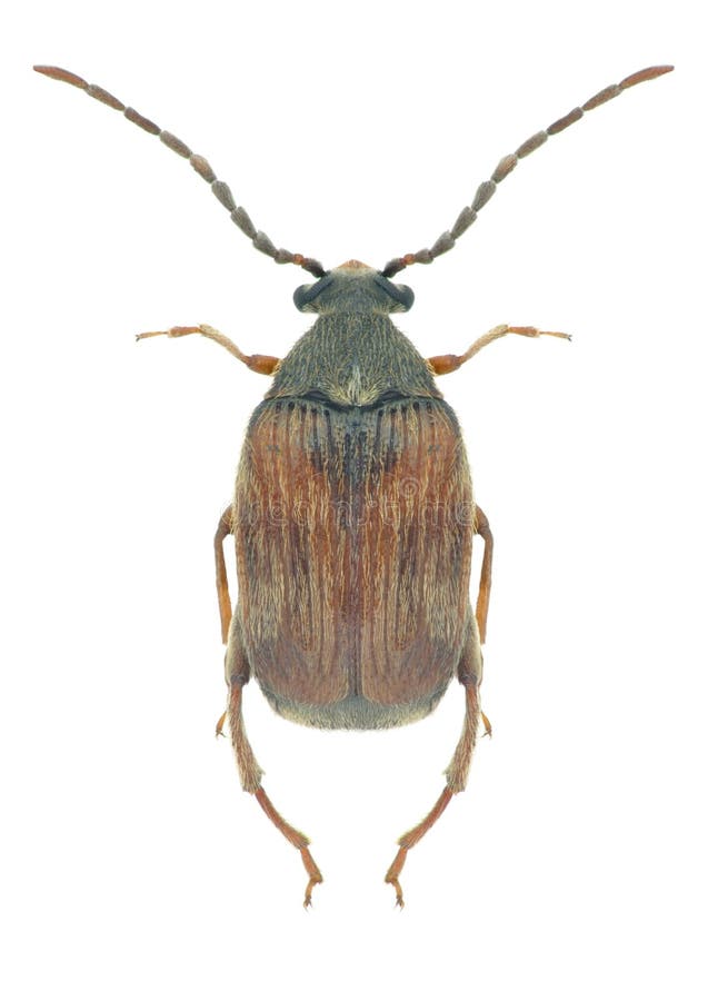 Beetle Callosobruchus Chinensis Stock Image - Image of beetle, museum ...