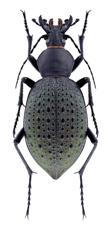 Beetle - Carabus coriaceus stock image. Image of carabidae - 59361055