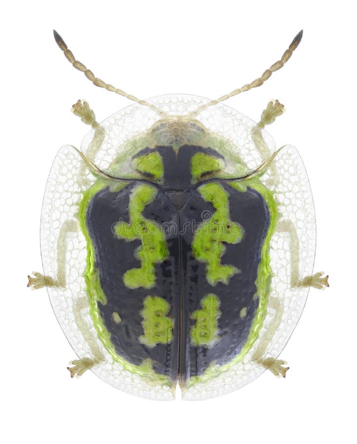 Cassida Circumdata Stock Photos - Free & Royalty-Free Stock Photos from ...