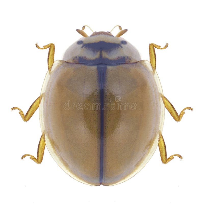 Beetle Cheilomenes Propinqua Imagem de Stock - Imagem de animal ...