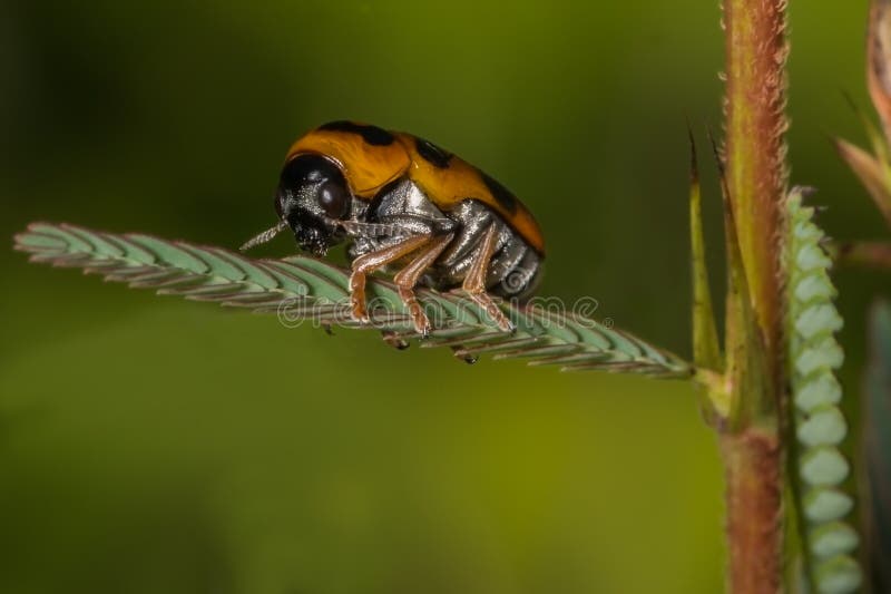 Beetle (Chrysomelidae Clytrini) Stock Image - Image of nature ...