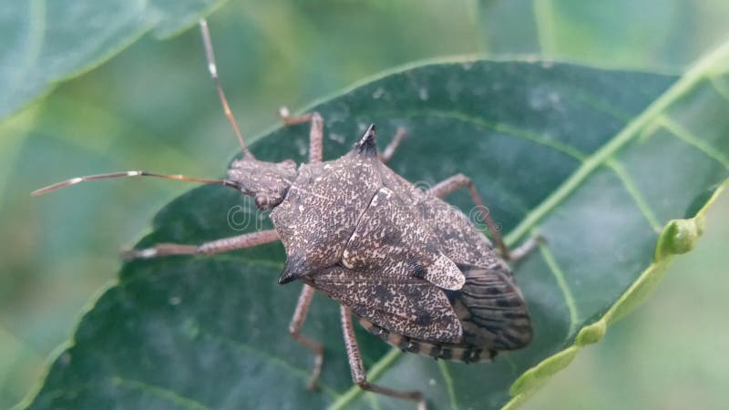 A Beetle Close Up View on Green Leaf Stock Image - Image of close, view ...