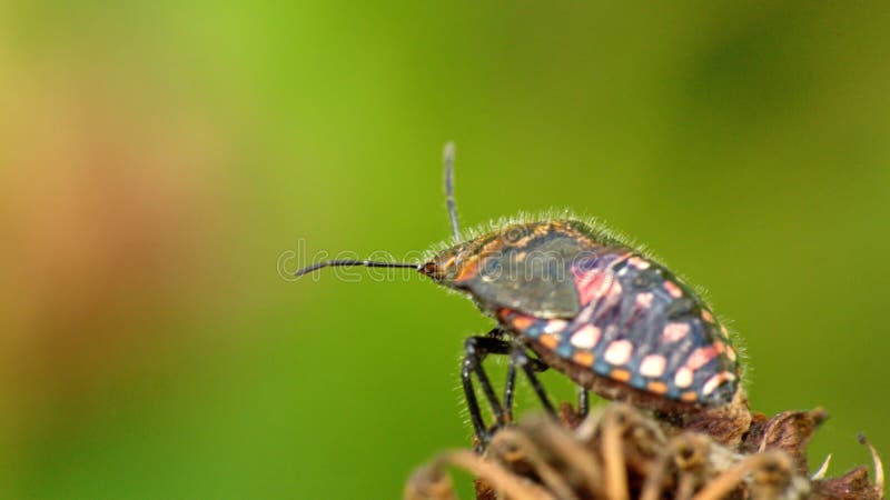 Beetle on a clover flower stock image. Image of latin - 210358319