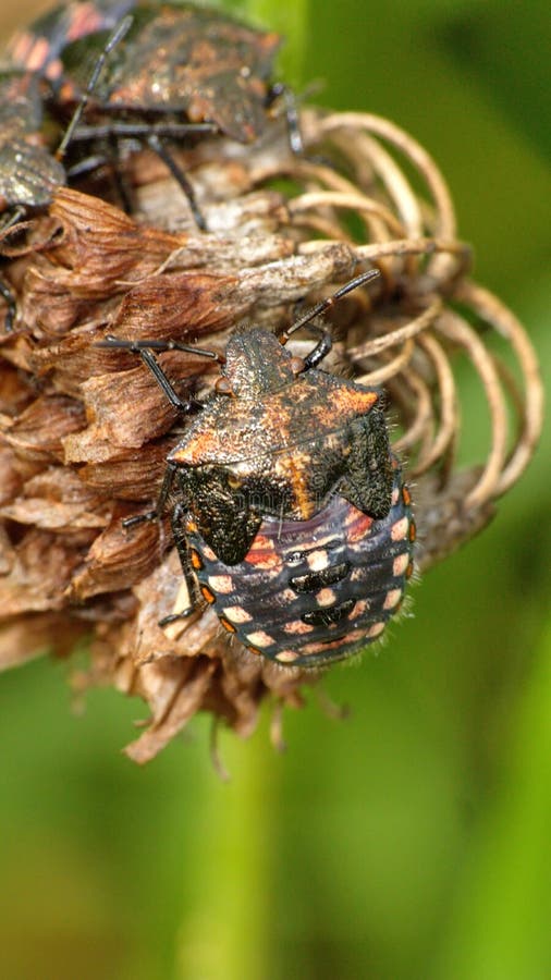 Beetle on a clover flower stock image. Image of black - 210358409