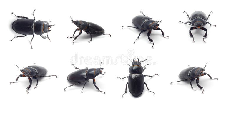 275 Invertebrate Collage Stock Photos - Free & Royalty-Free Stock ...