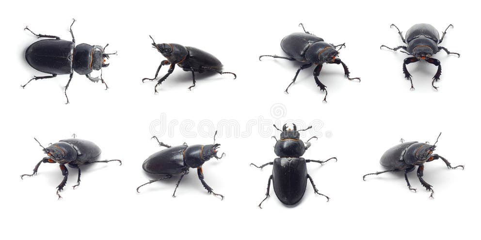 Beetle collage stock image. Image of black, collage, beetle - 20232981